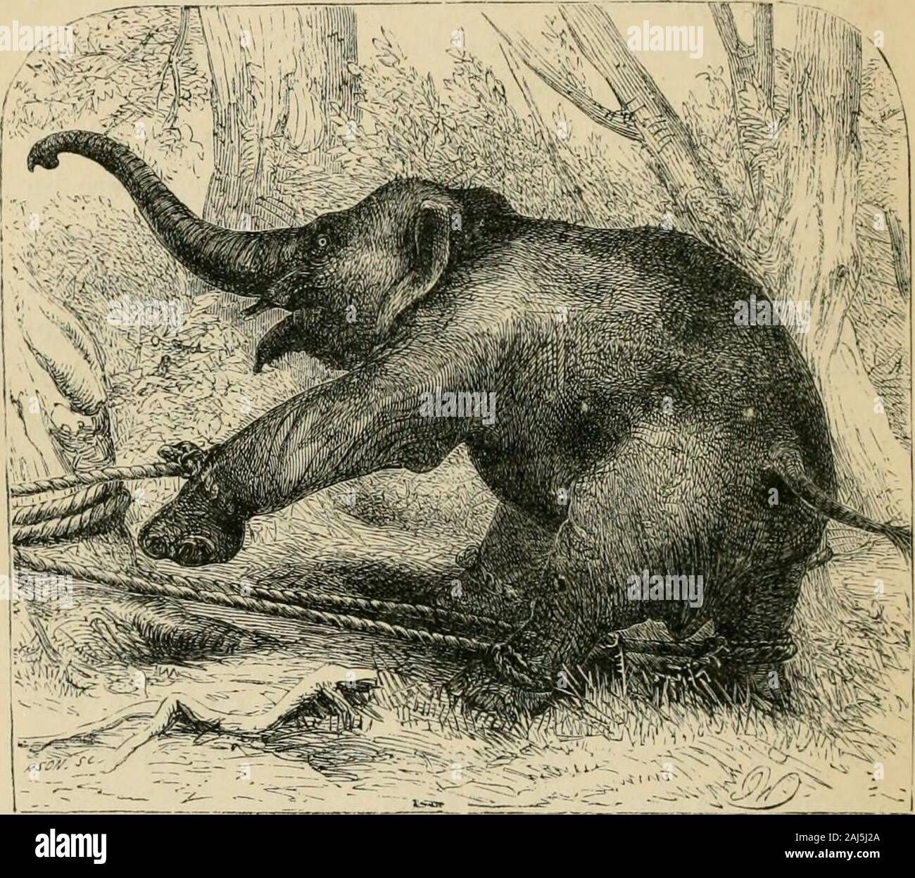 Booksubjectelephants hi-res stock photography and images - Alamy