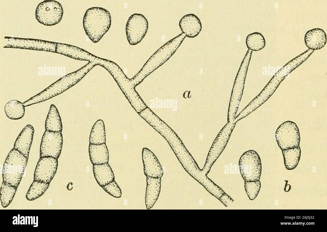 Macroconidia And Microconidia