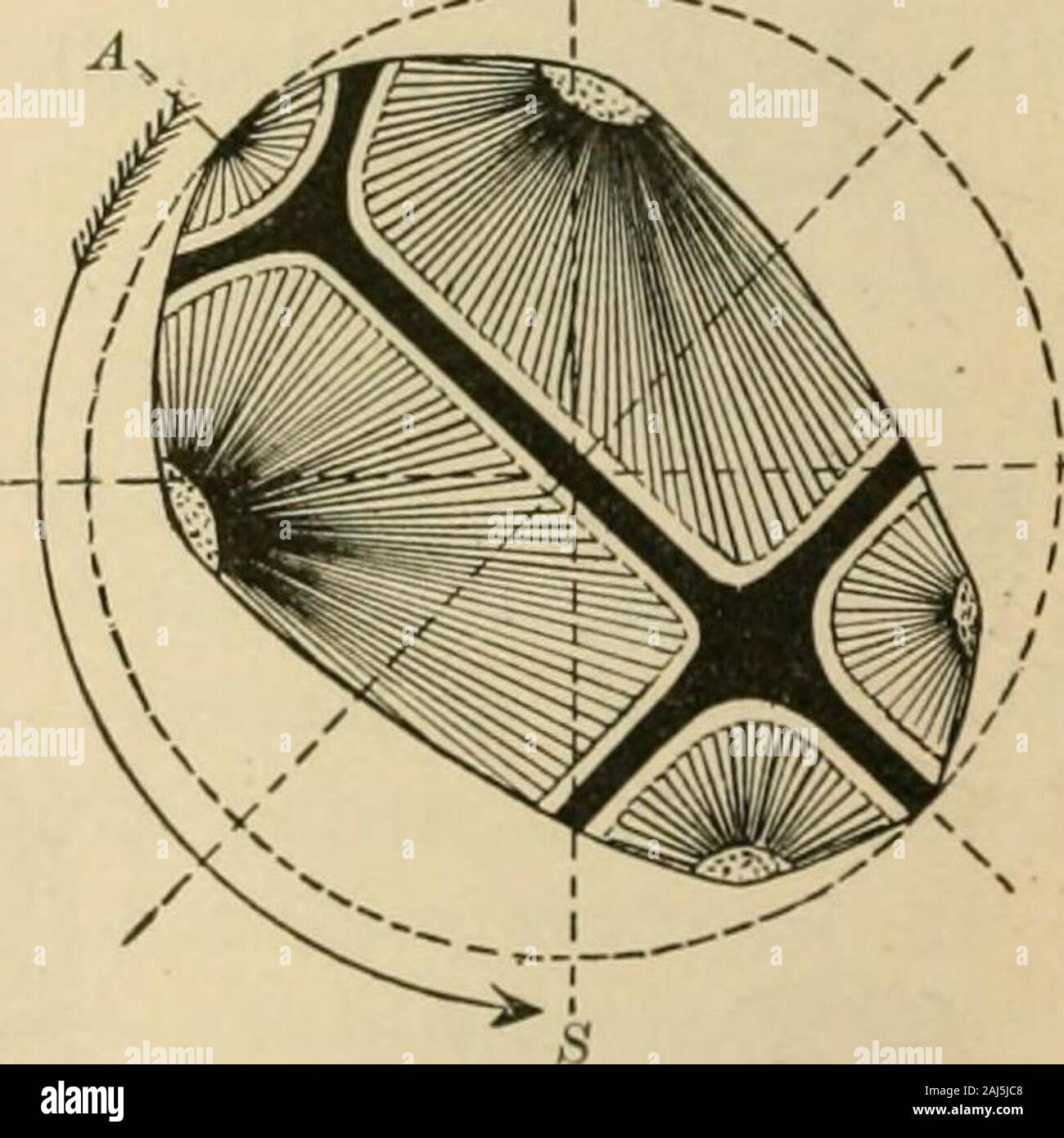 A manual of obstetrics . Fig. 64.—Diagram showing direction and amount ...