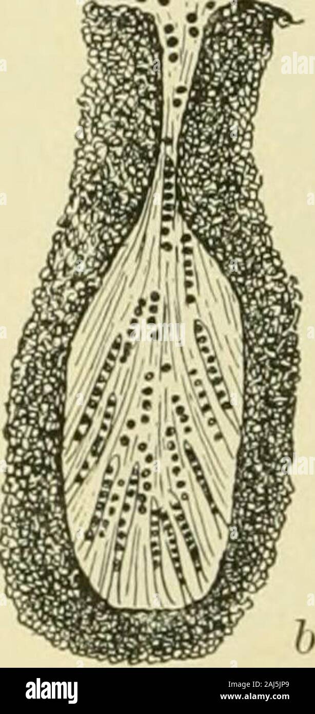 Elliptical spores hi-res stock photography and images - Alamy