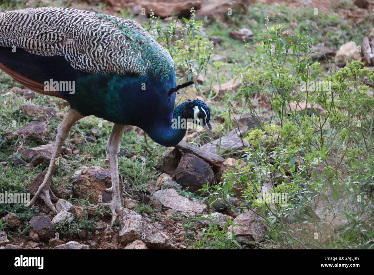 Portrait Of Peacock High Resolution Stock Photography and Images - Alamy