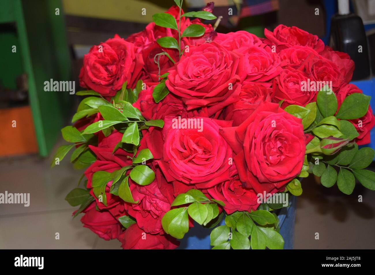 Most Beautiful Red Roses Stock Photo - Alamy