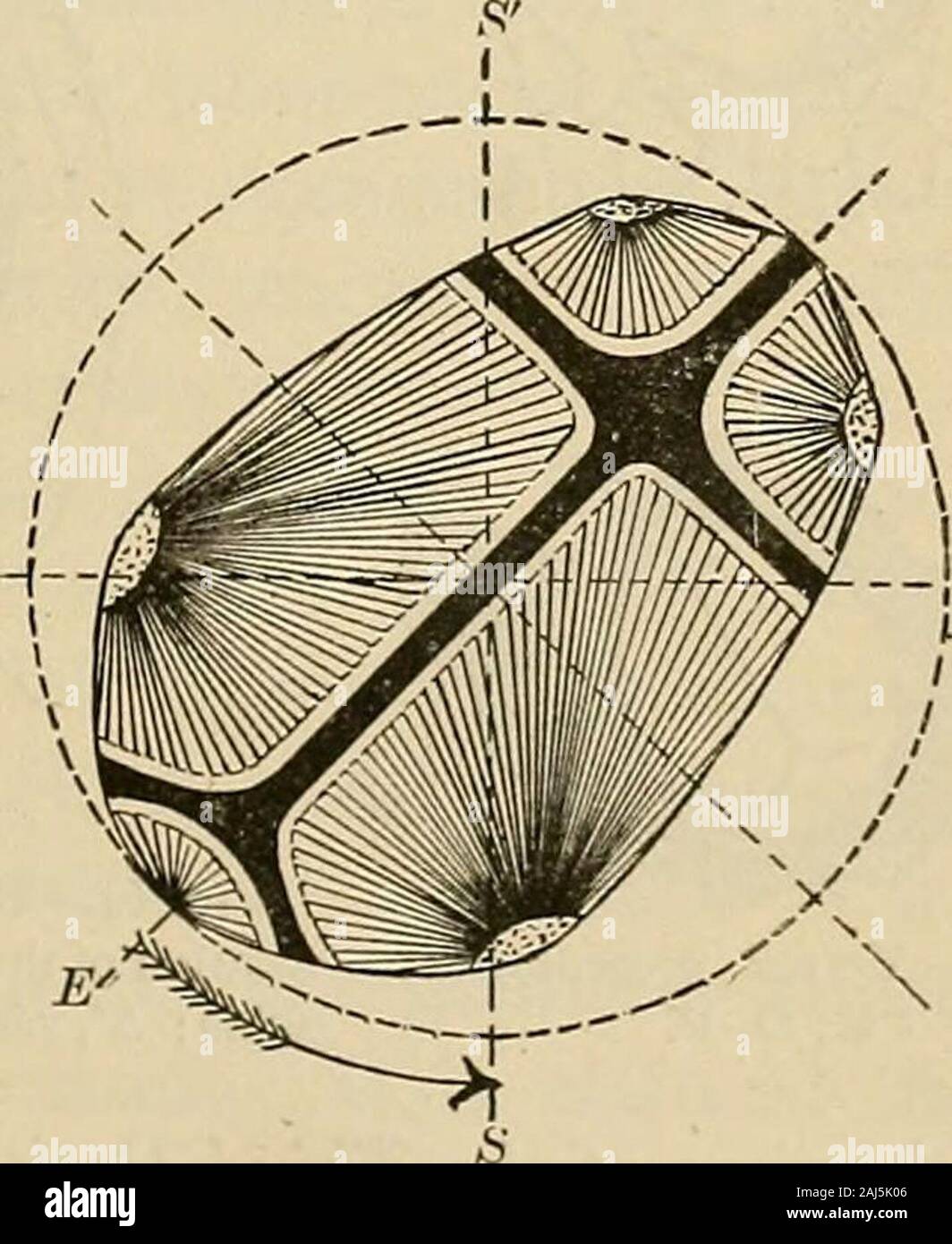 A manual of obstetrics . Fig. 61.—Vertex presentation,R. O. A. Fig. 62 ...