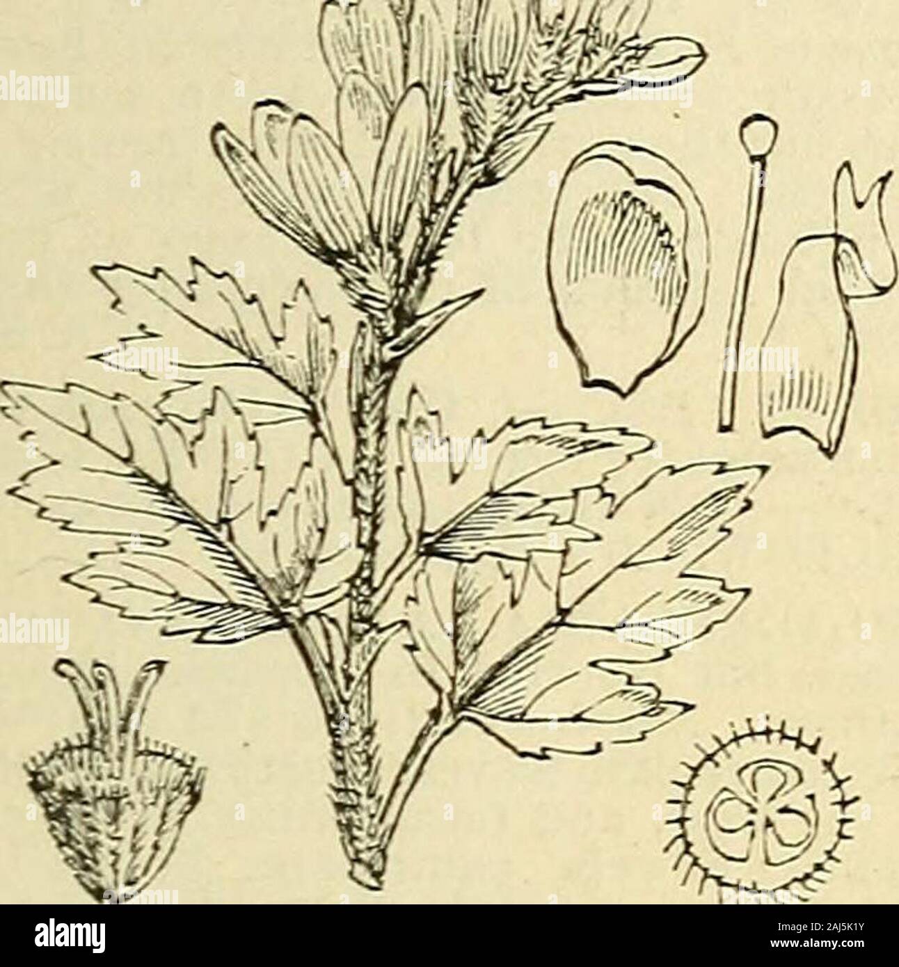 Rotate corolla hi-res stock photography and images - Alamy