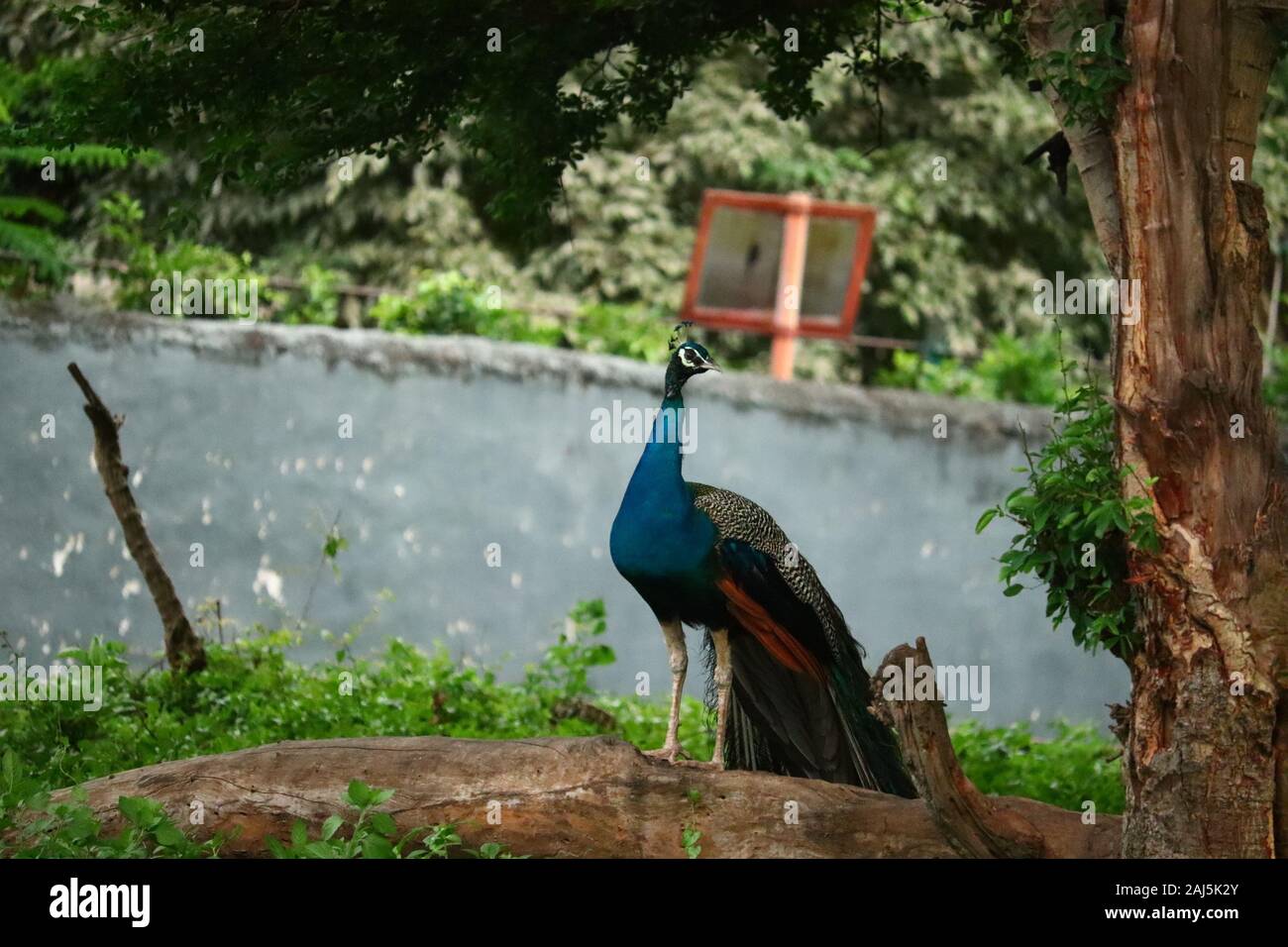 Peahen bird hi-res stock photography and images - Alamy