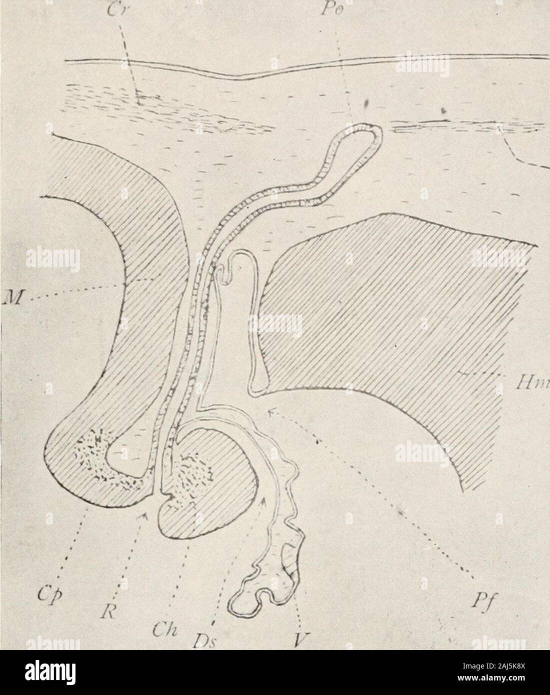 Pineal organ hi-res stock photography and images - Alamy