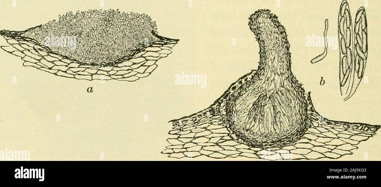 Fungous diseases of plants . Fig. 123. Canker uf the Bitter RotFungus ...