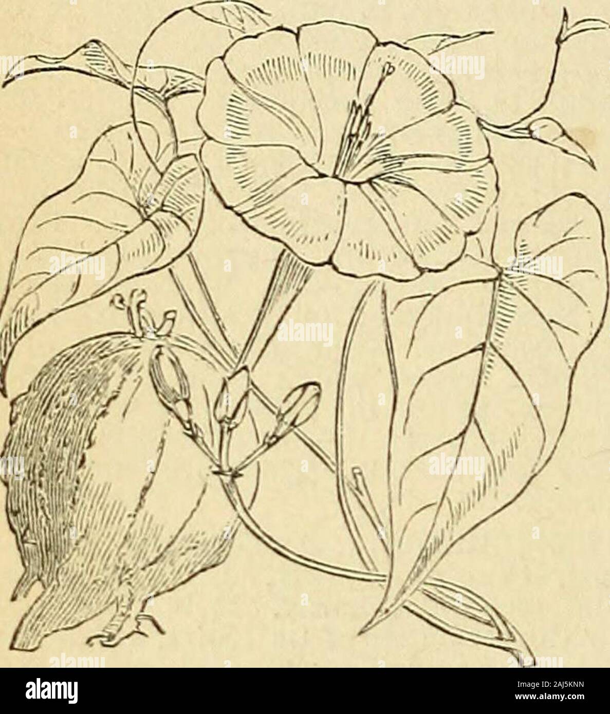 The treasury of botany: a popular dictionary of the vegetable kingdom ...