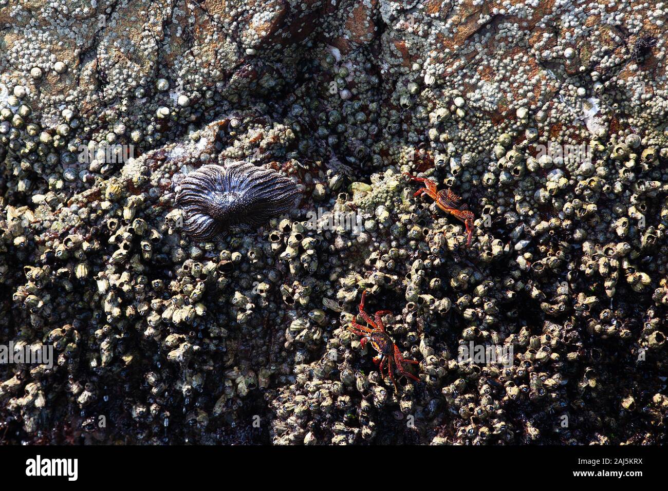 Red crabs bask on a rock on shells Stock Photo - Alamy