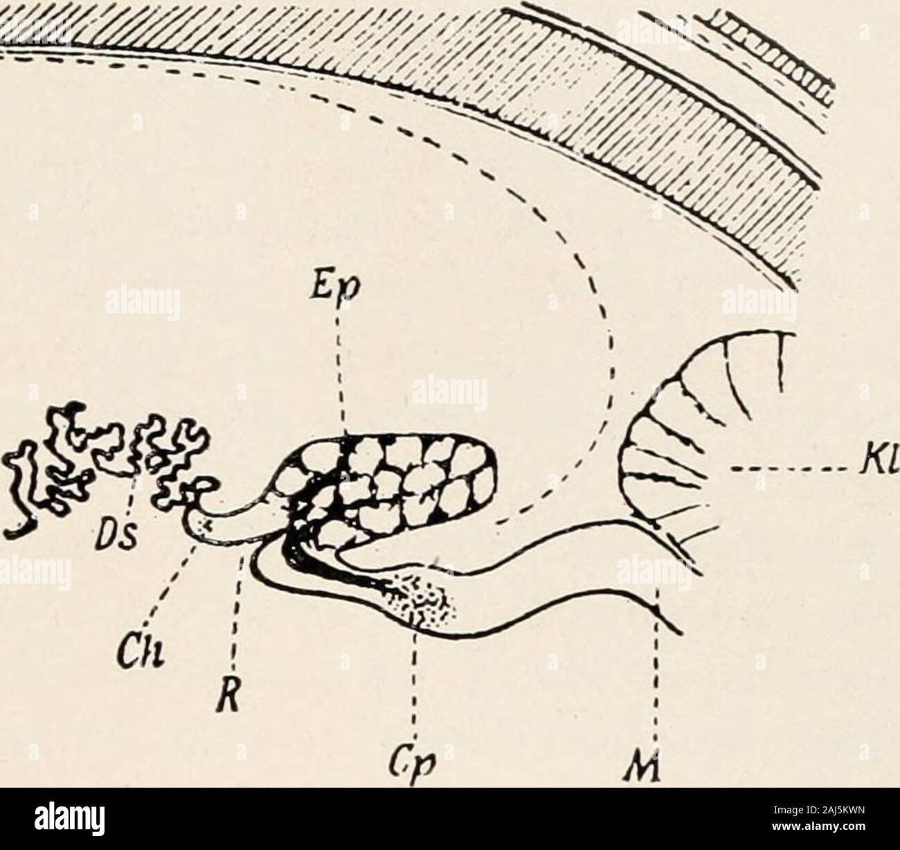 The morphology and evolutional significance of the pineal body : being ...