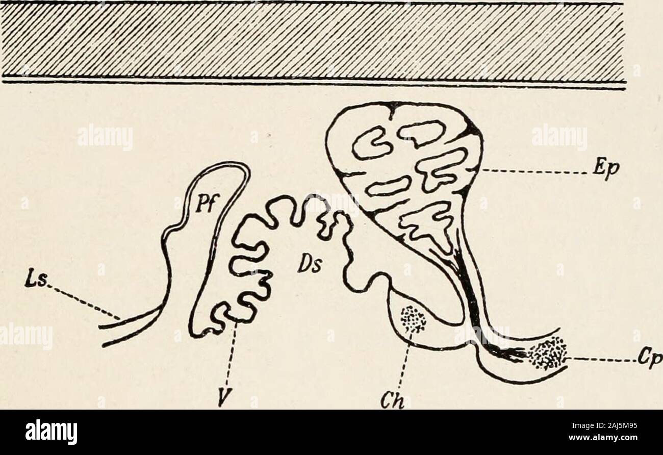 The morphology and evolutional significance of the pineal body : being ...