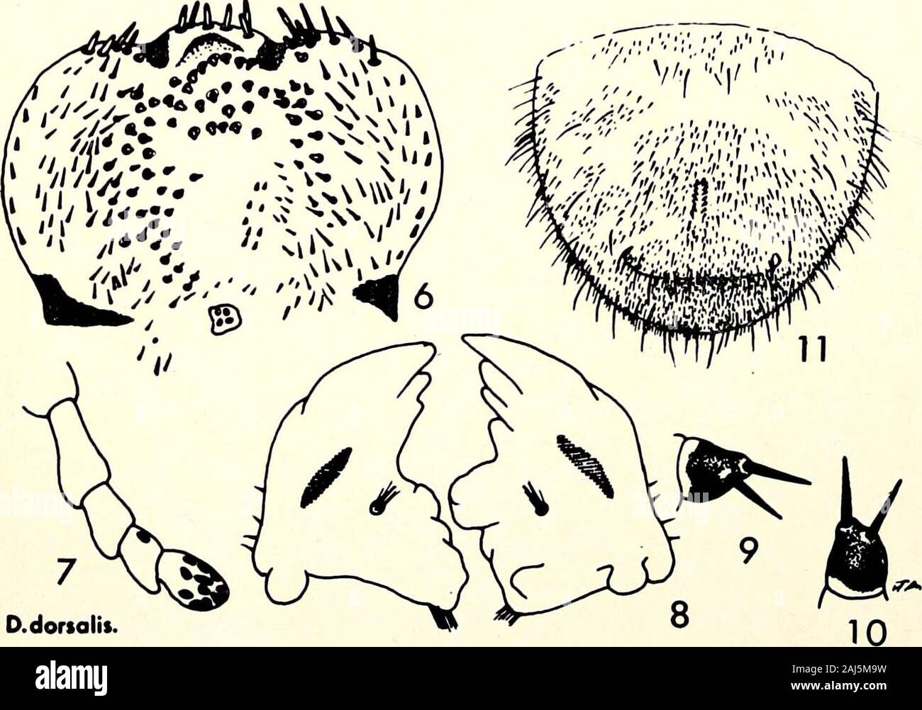The Victorian naturalist . Plate IV: Above — structures ofEupoecila ...