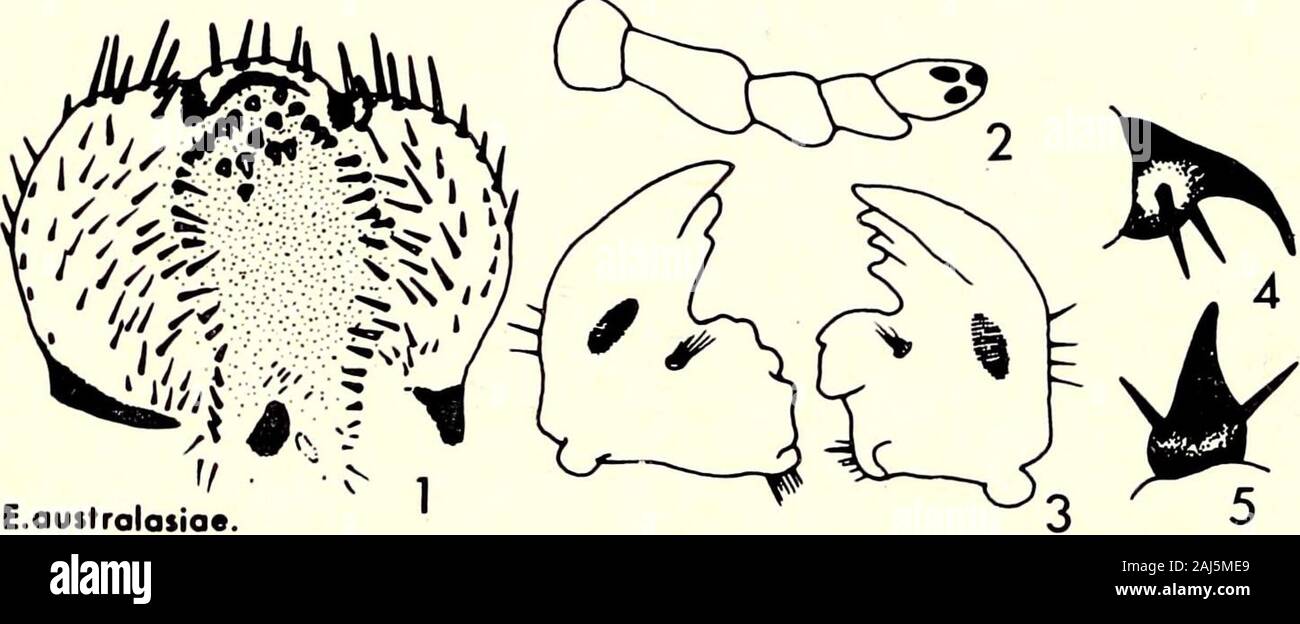 The Victorian naturalist . suture. Plegmatium withsome 8 short stout ...