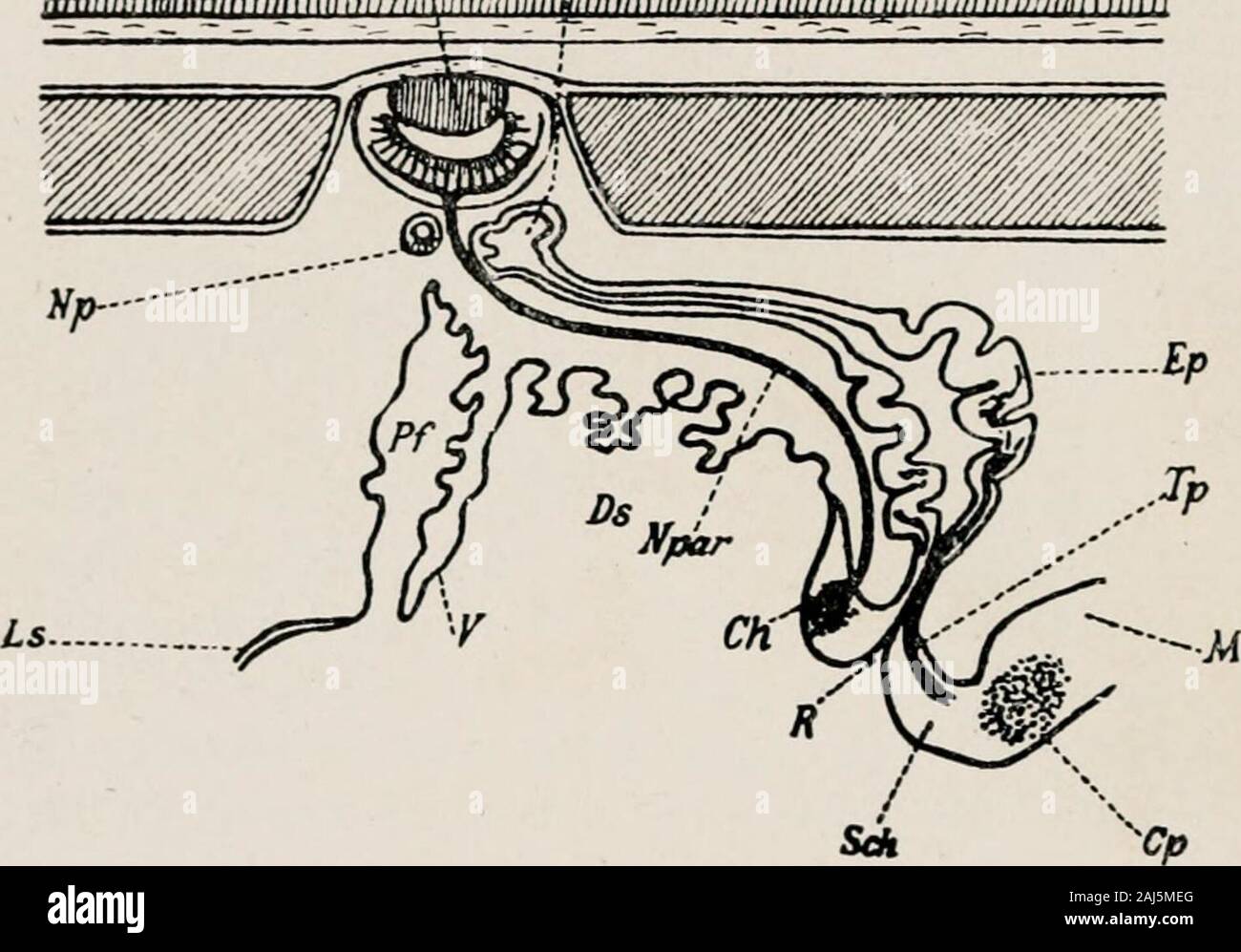 The morphology and evolutional significance of the pineal body : being ...