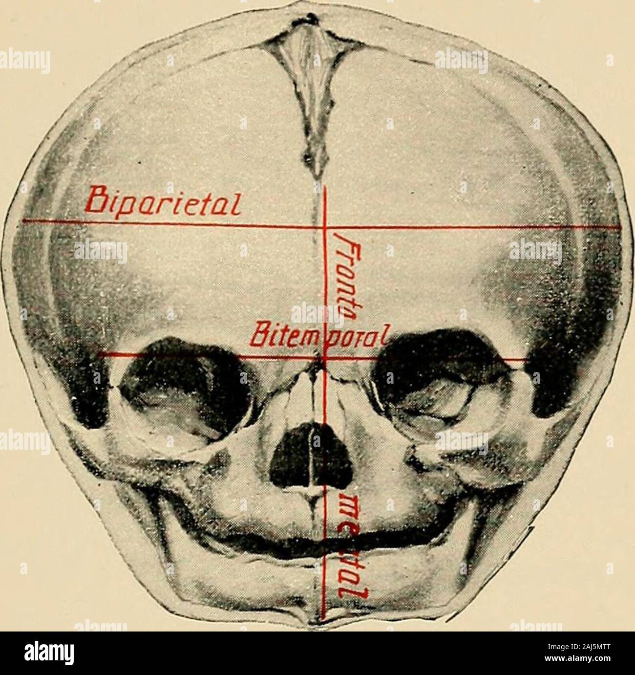 Fontanelles Of The Skull