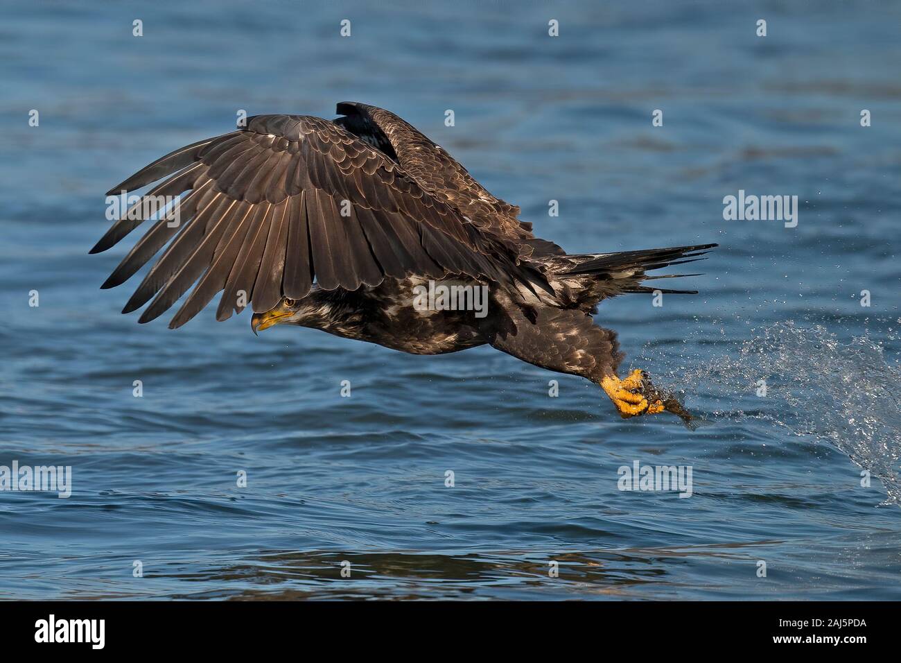 Juvenile Bald Eagle Fish Grab Dive Stock Photo - Alamy