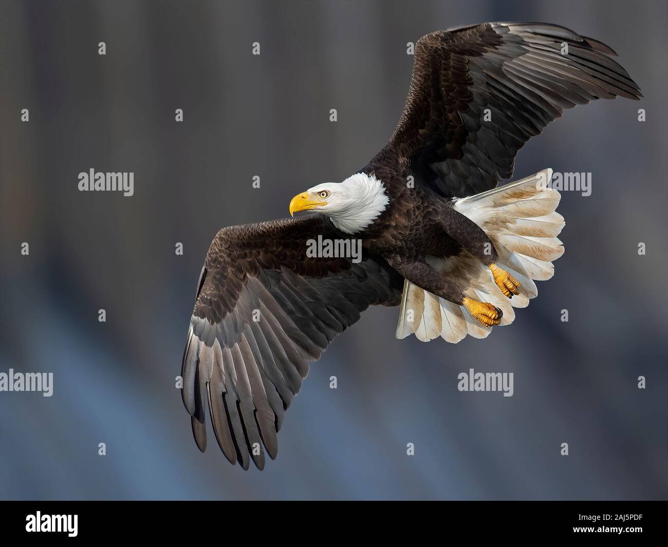 Bald Eagle in Flight Stock Photo - Alamy