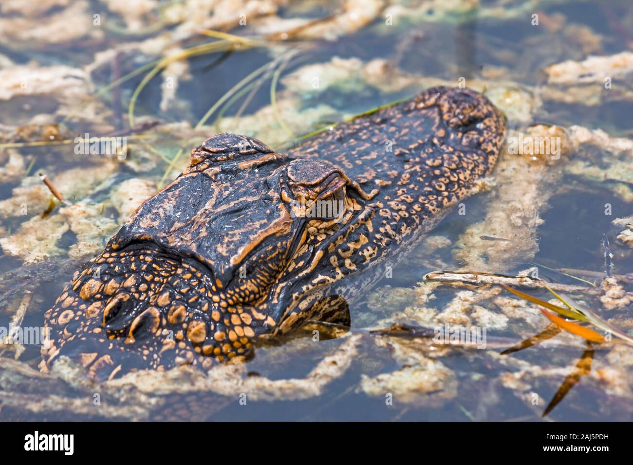 Florida gator hi-res stock photography and images - Alamy