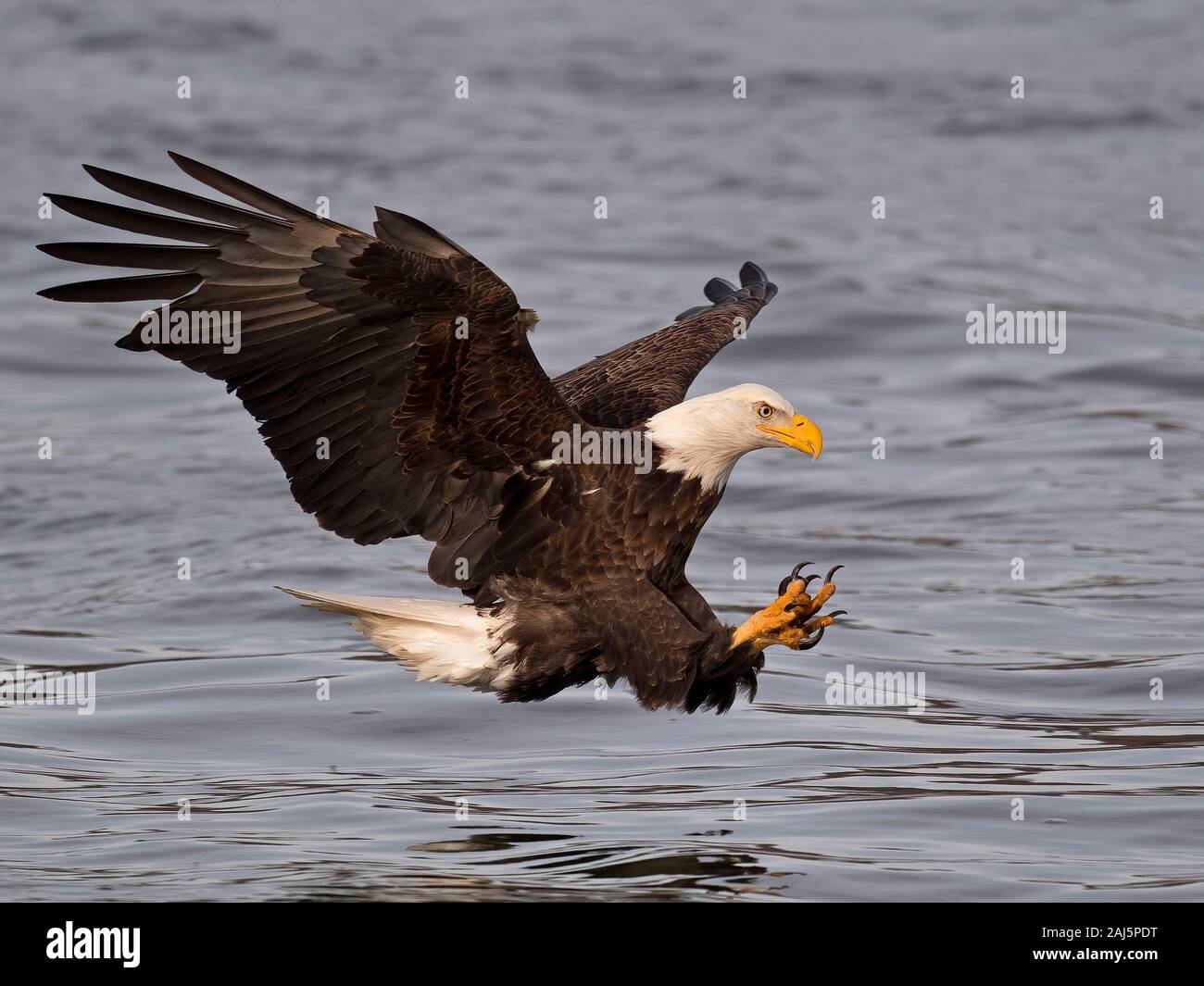 Grab fish hi-res stock photography and images - Alamy