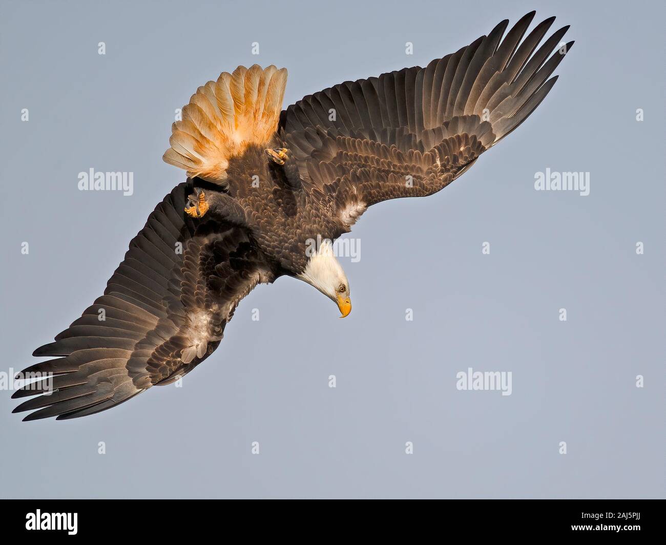 Bald Eagle in Flight Stock Photo - Alamy
