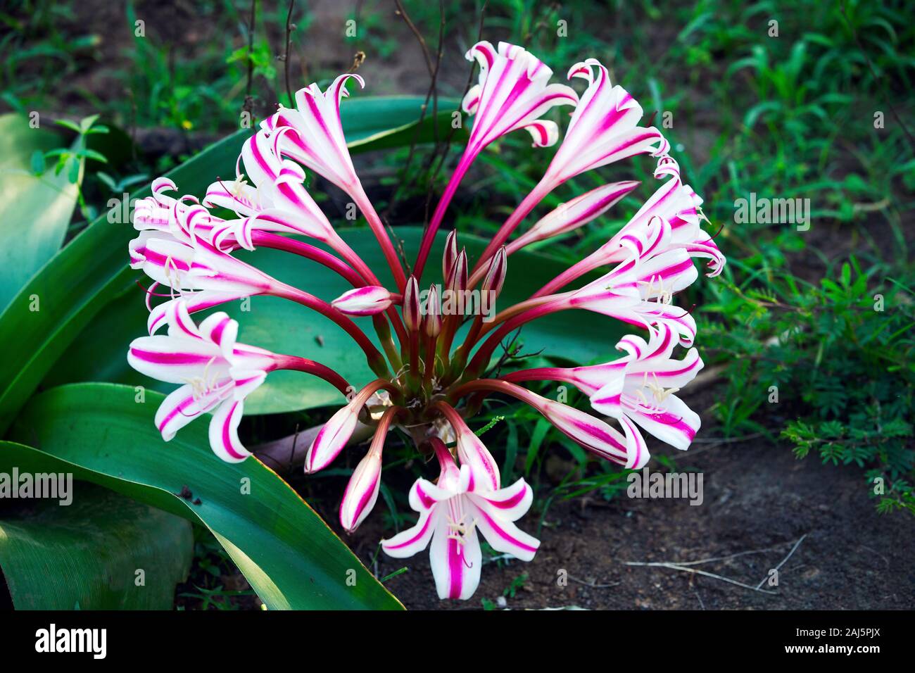 Cape Grass Lily Stock Photo - Alamy