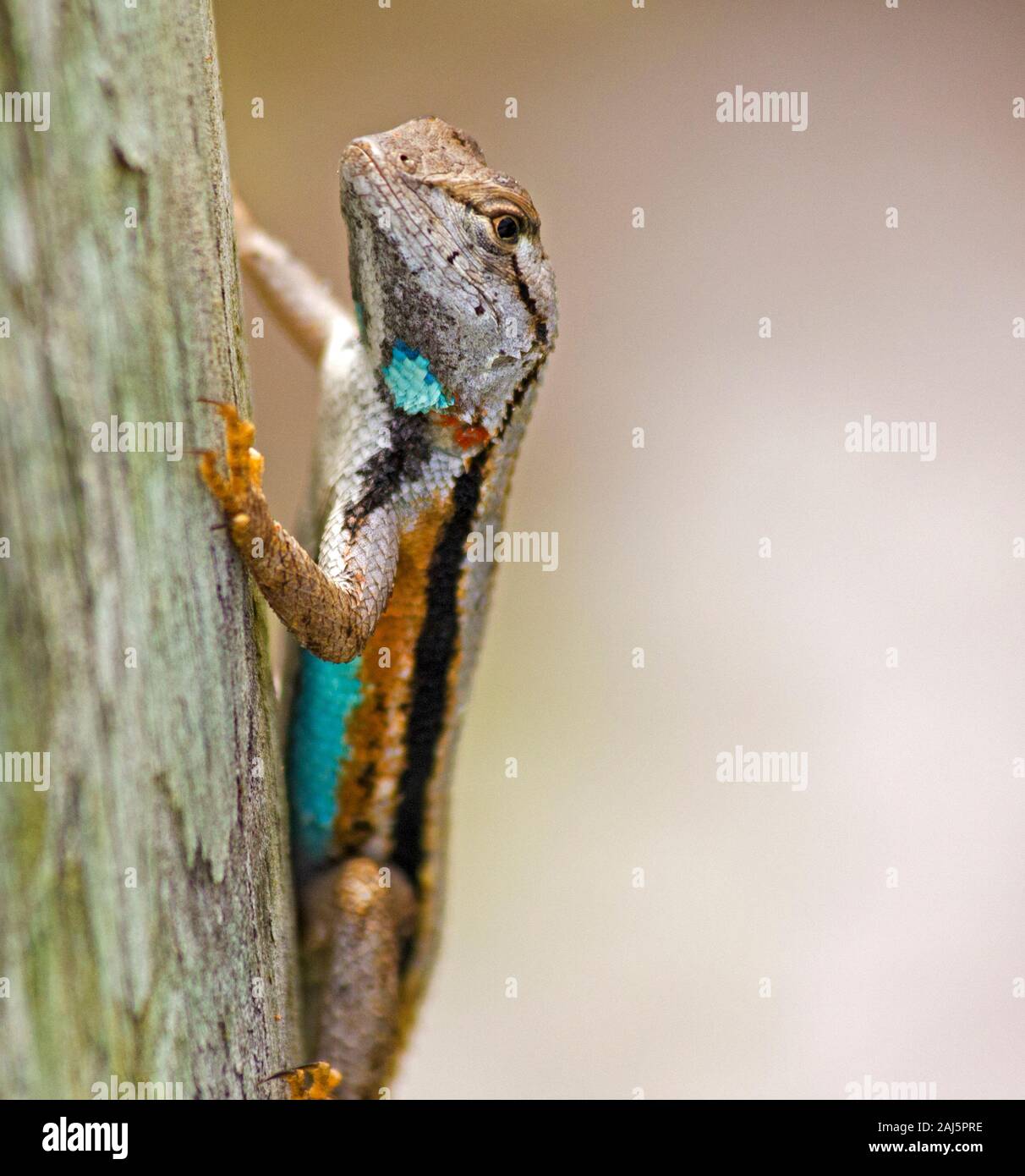 Florida Scrub Lizard on the side of a tree Stock Photo - Alamy