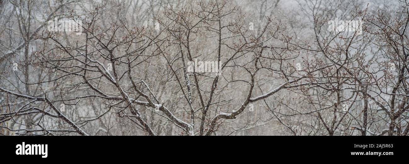 Winter landscape - alley in forest, trees with snow-covered branches ...