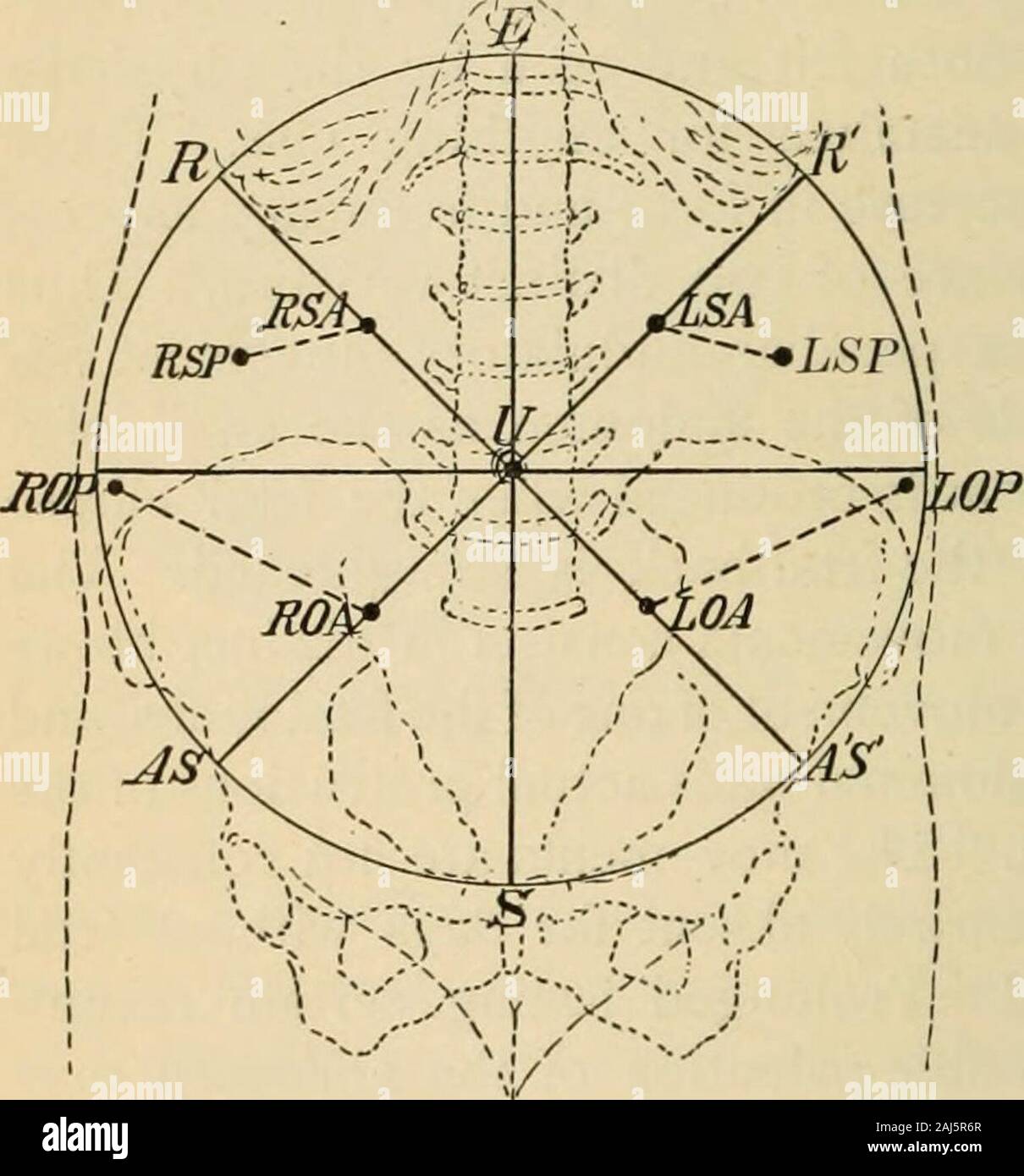 Rapid heart beat hi-res stock photography and images - Alamy