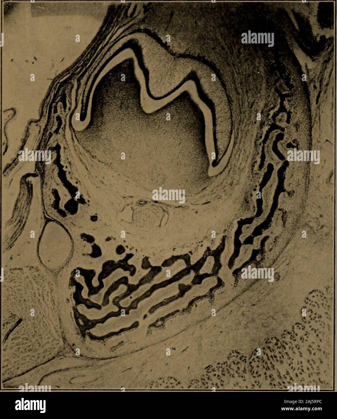 A text-book of dental histology and embryology, including laboratory ...