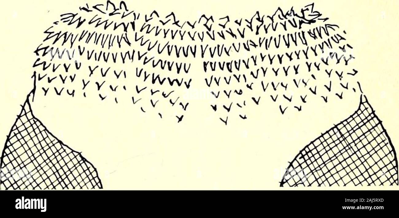 Ptilinum High Resolution Stock Photography and Images - Alamy