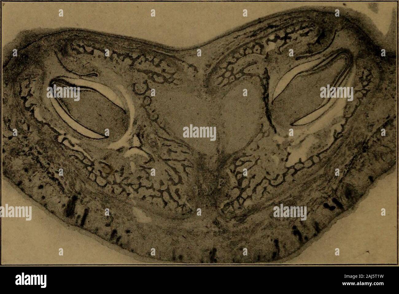 A text-book of dental histology and embryology, including laboratory ...