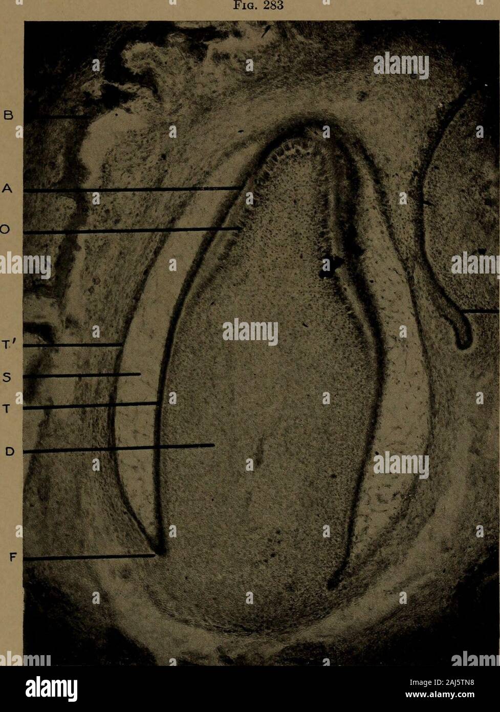 A text-book of dental histology and embryology, including laboratory ...