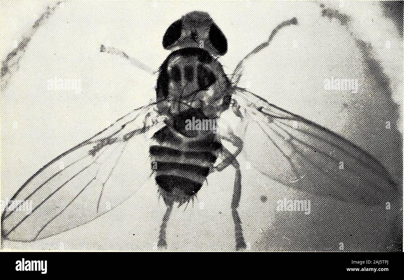 House fly pupa hi-res stock photography and images - Alamy