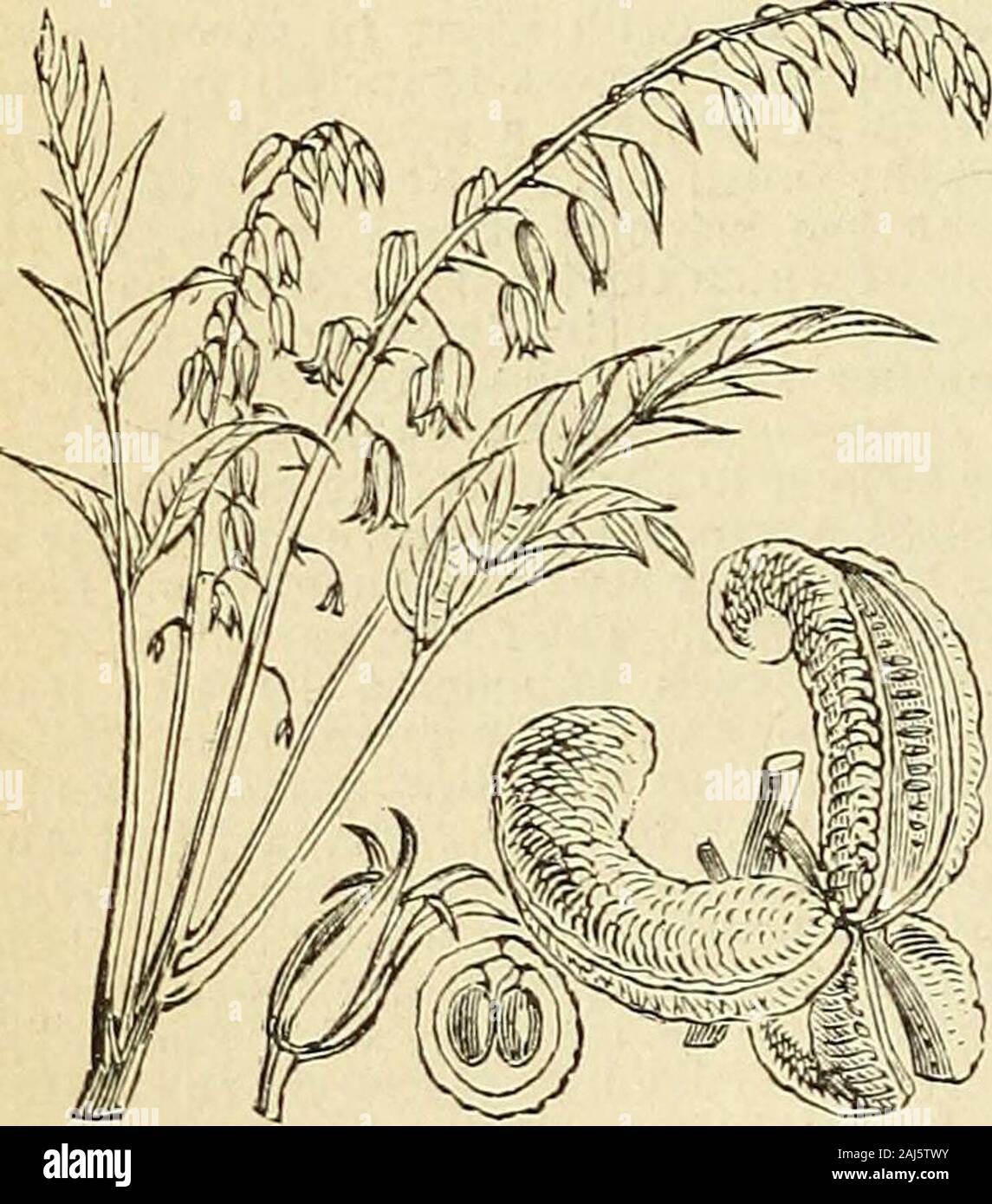 Elliptical shaped leaves hi-res stock photography and images - Alamy