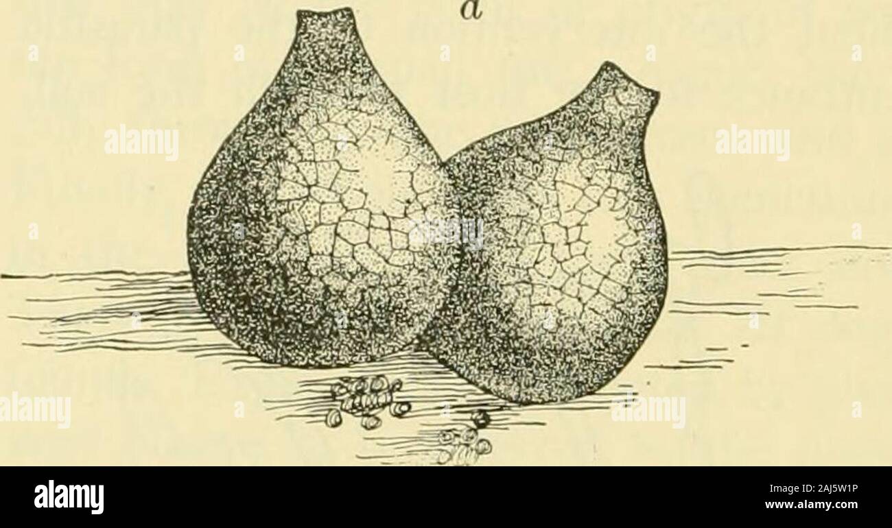 Fungous diseases of plants . Fig. 99. iVeocosmospora vasinfecta. {c ...