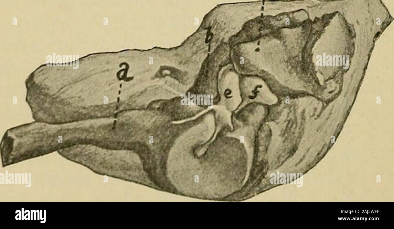 Anatomie platte hi-res stock photography and images - Alamy