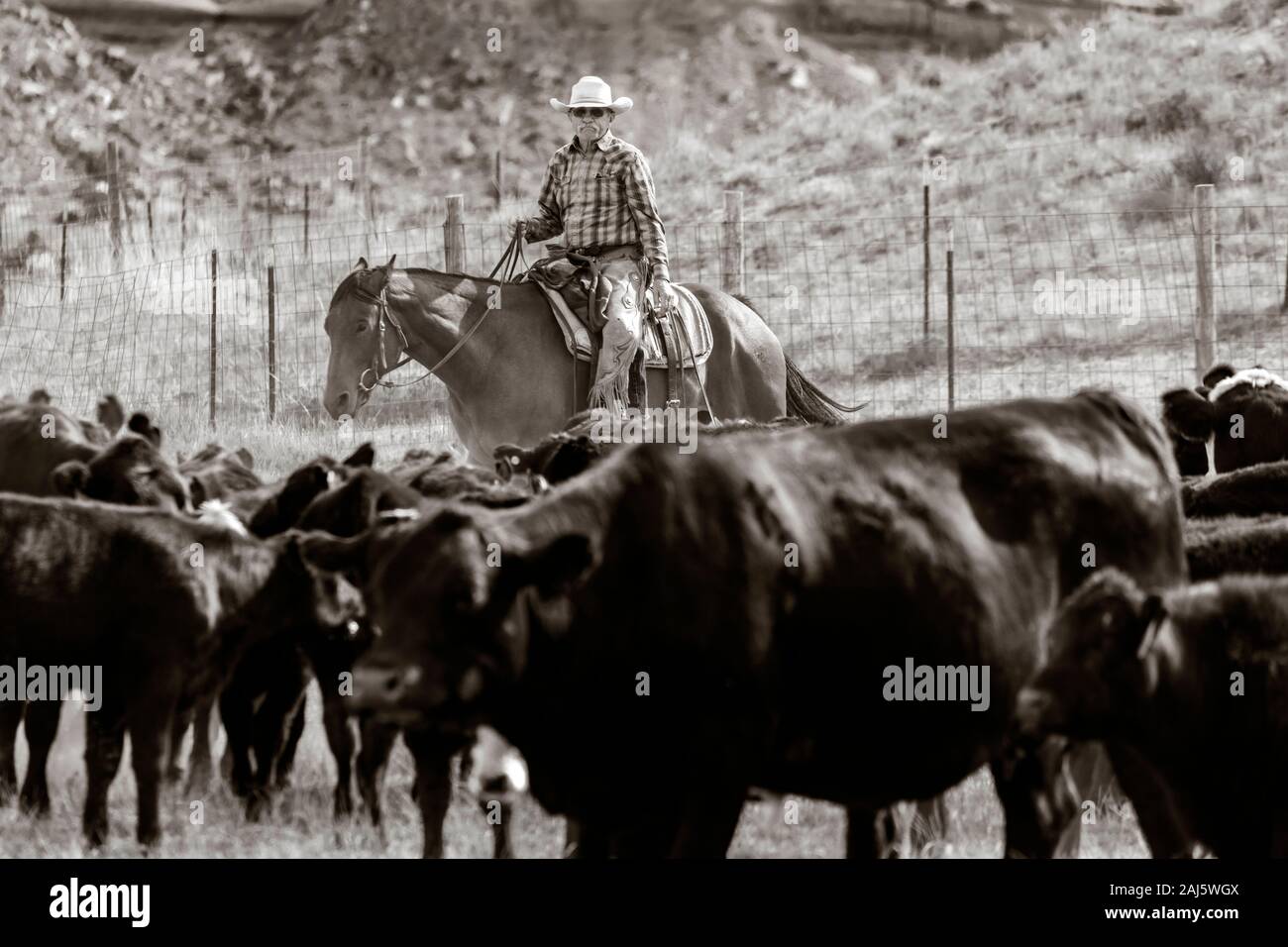 WY04150-00-BW...WYOMING - Cattle roundup on the Willow Creek Ranch ...