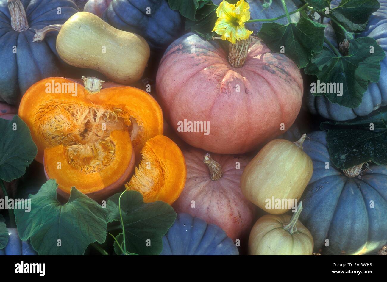HARVESTED DIFFERENT TYPES OF PUMPKINS (CUCURBITA MAXIMA) BUTTERNUT ...