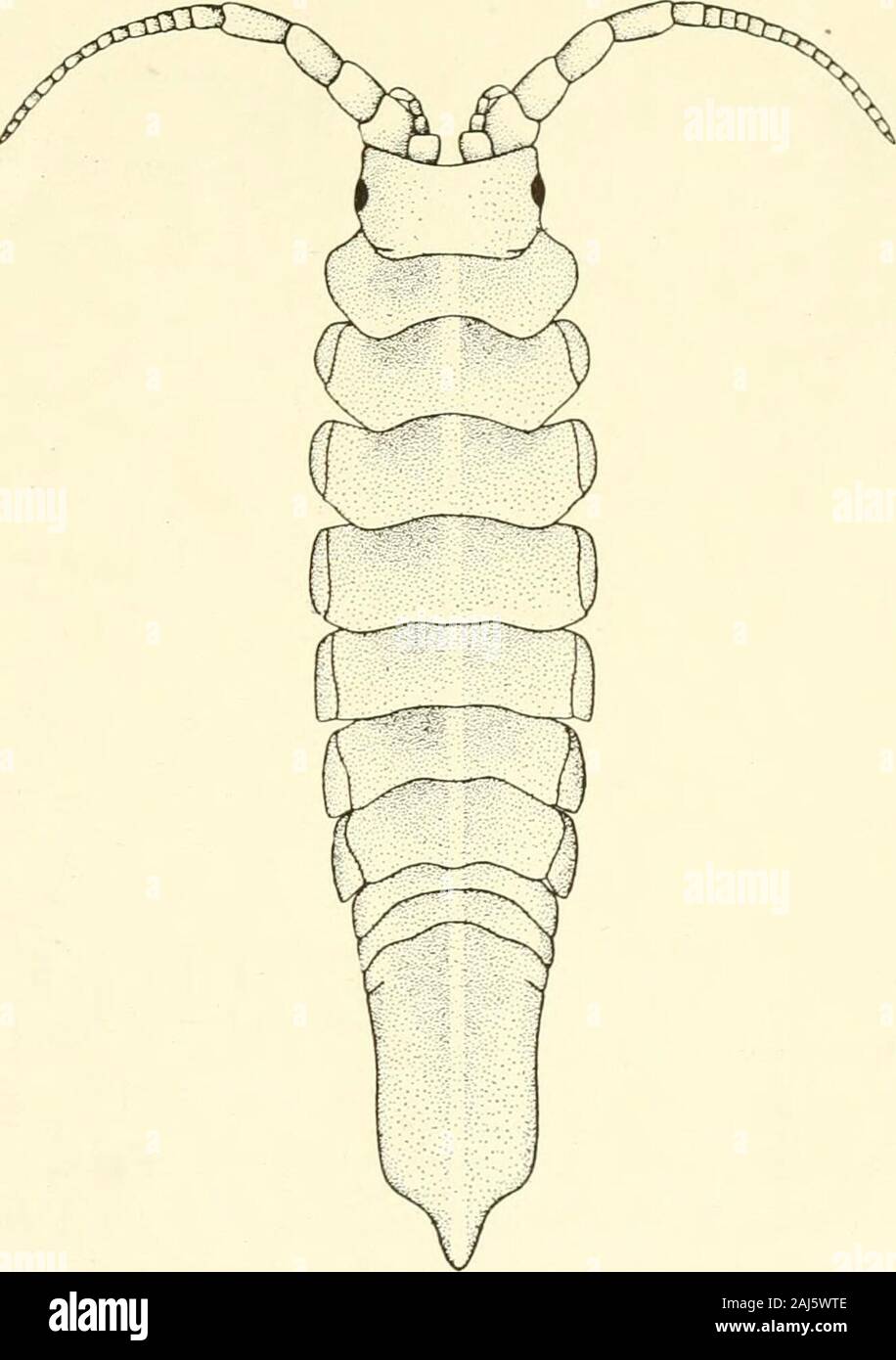 Single lobed hi-res stock photography and images - Alamy