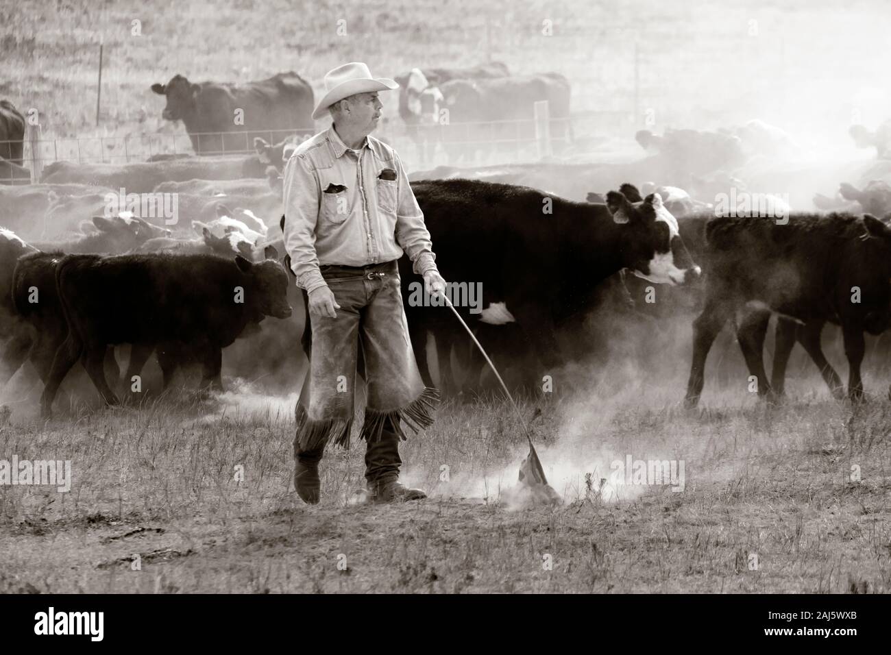 WY04151-00-BW...WYOMING - Cattle roundup on the Willow Creek Ranch ...