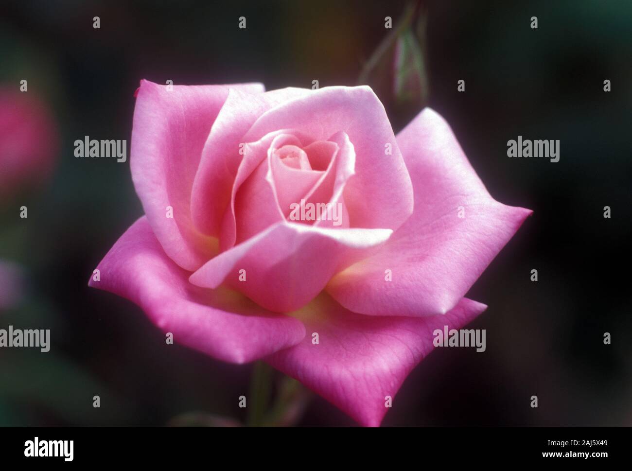 Rosa 'pink parfait hi-res stock photography and images - Alamy