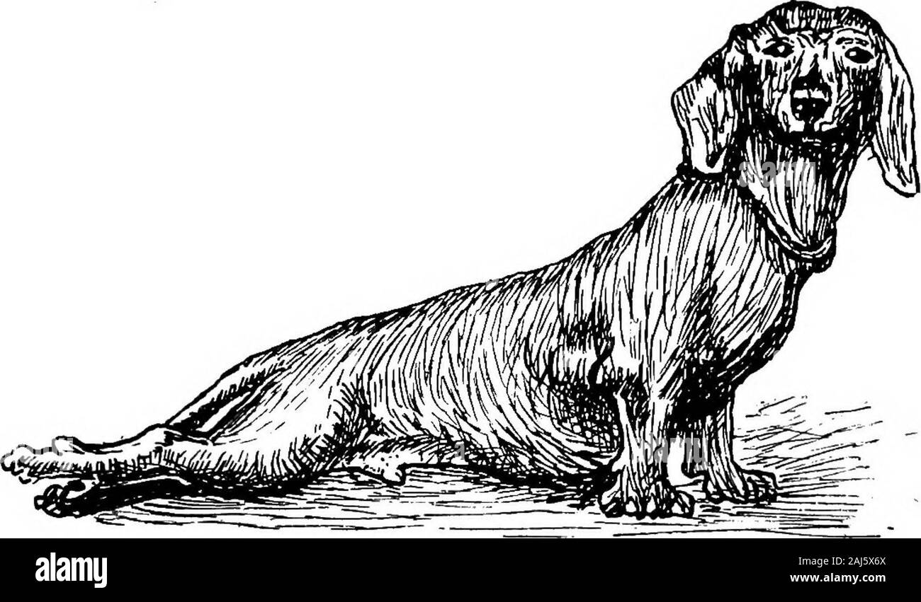 Canine paralysis Black and White Stock Photos & Images - Alamy