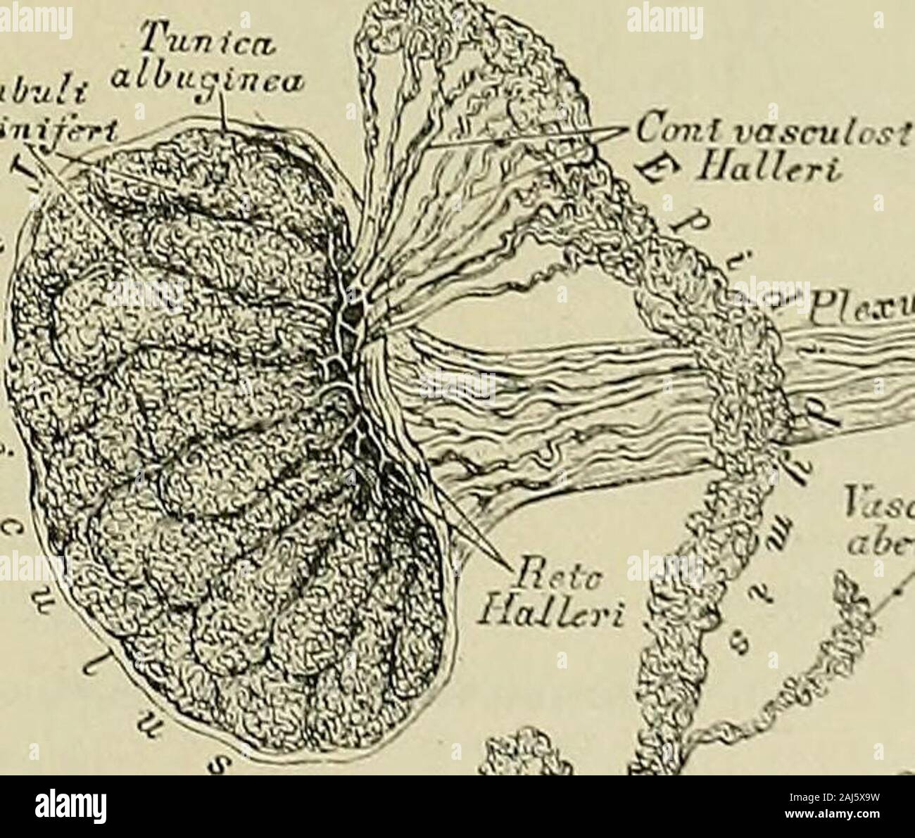 Ligament de l'ovaire hi-res stock photography and images - Alamy