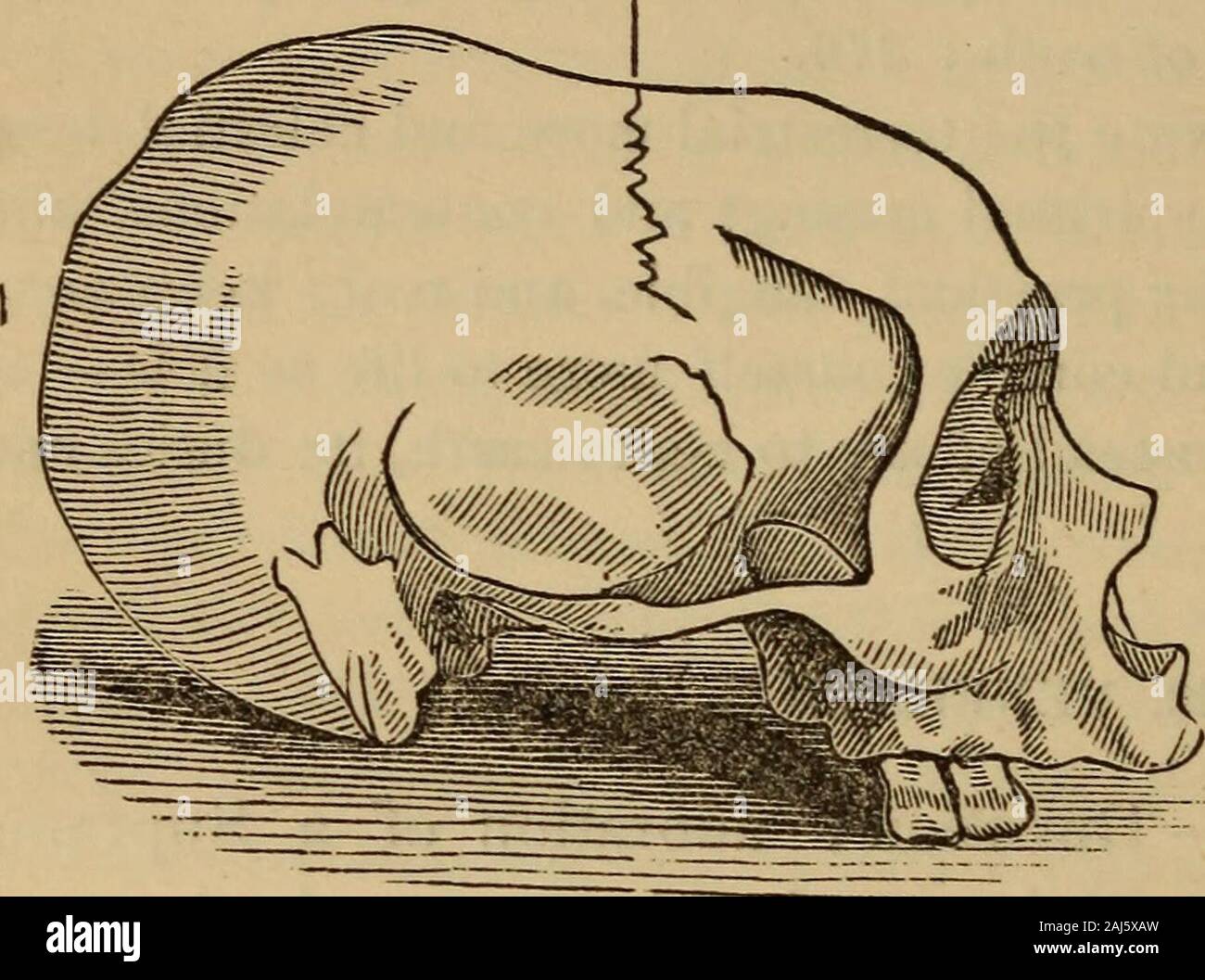 Phrenological faculties hi-res stock photography and images - Alamy