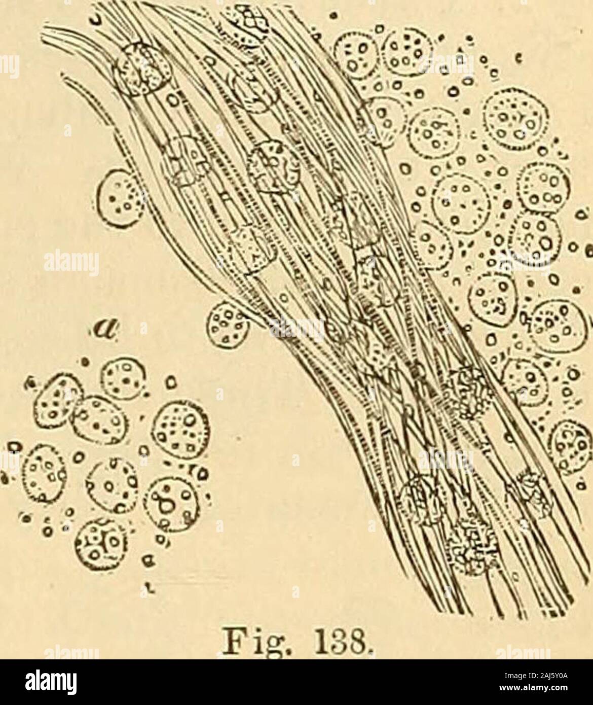 Indense hi-res stock photography and images - Alamy