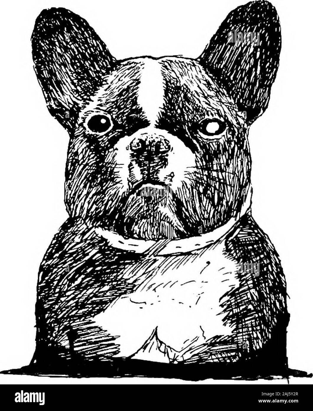 Canine distemper, its complications, sequelae, and treatment . n ...