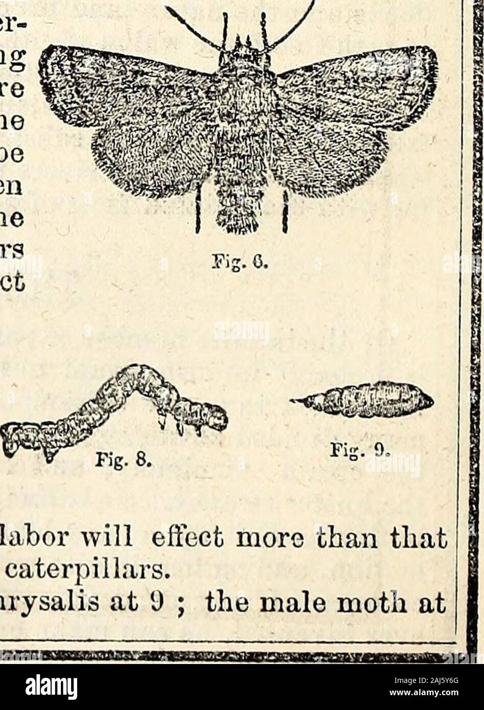 Wingless moth hi-res stock photography and images - Alamy