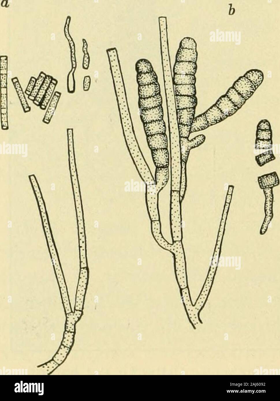 Endospores Under Microscope