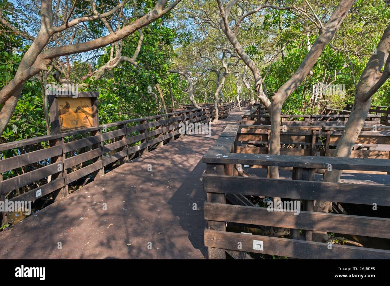 Indian mangrove hi-res stock photography and images - Alamy
