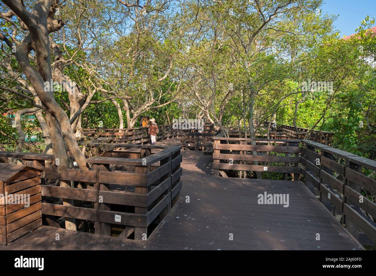 Mangrove Boardwalk Panjim Goa India Stock Photo - Alamy